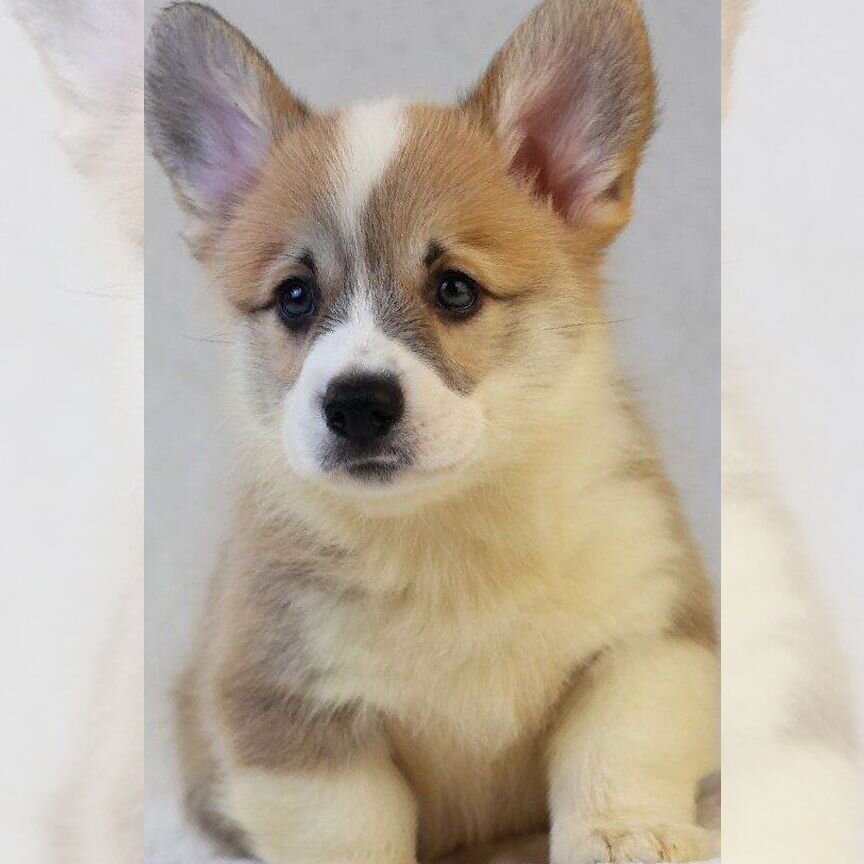 Вельш корги Пемброк