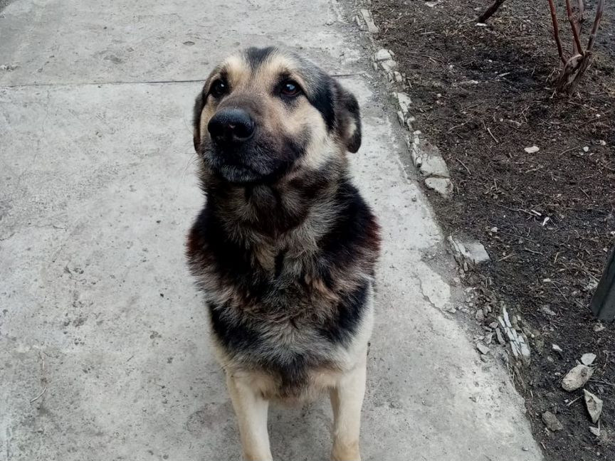 Отдам в добрые руки