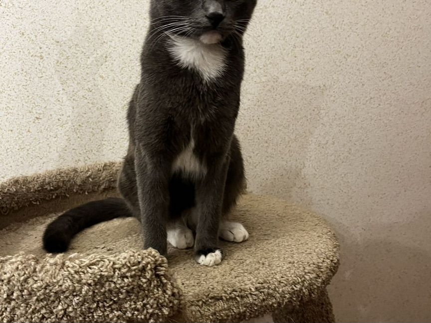 Русская голубая кошка котенок