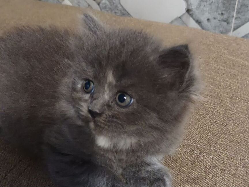 Британские котята