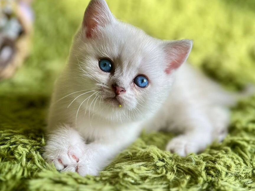 Шотландские котята шиншиллы