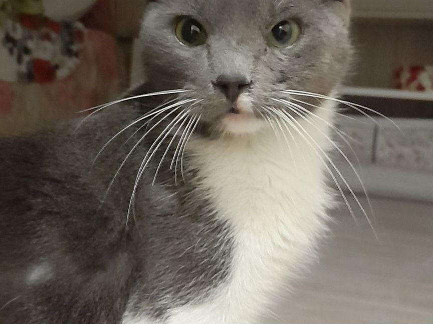 Котенок кошка кот в добрые руки бесплатно