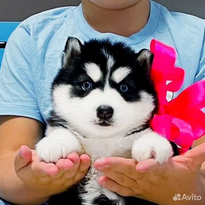 Хаски Самые Красивые Щеночки (большой выбор)