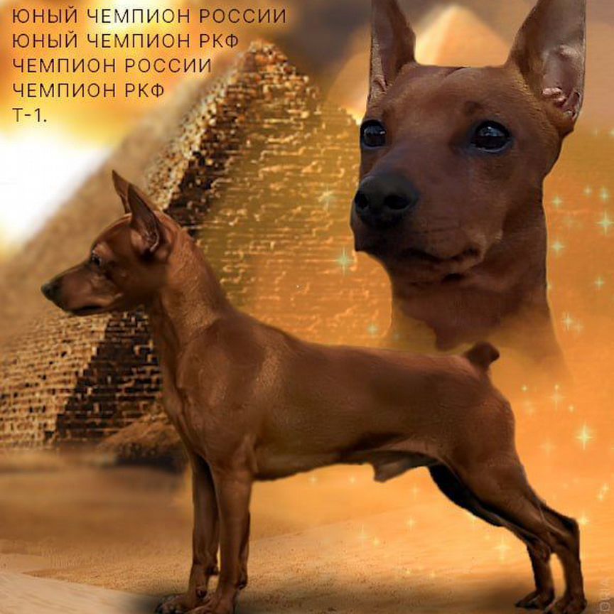 Вязка цвергпинчер