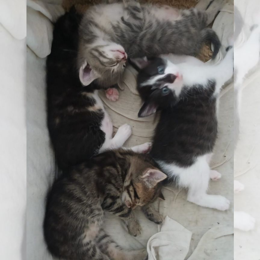 Котята в добрые руки даром