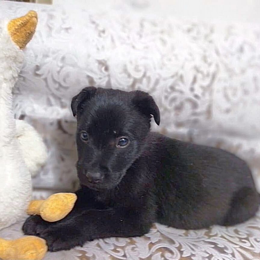 Щенок Энди в добрые ручки