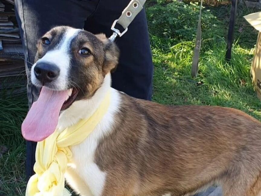 Собака в добрые руки щенок