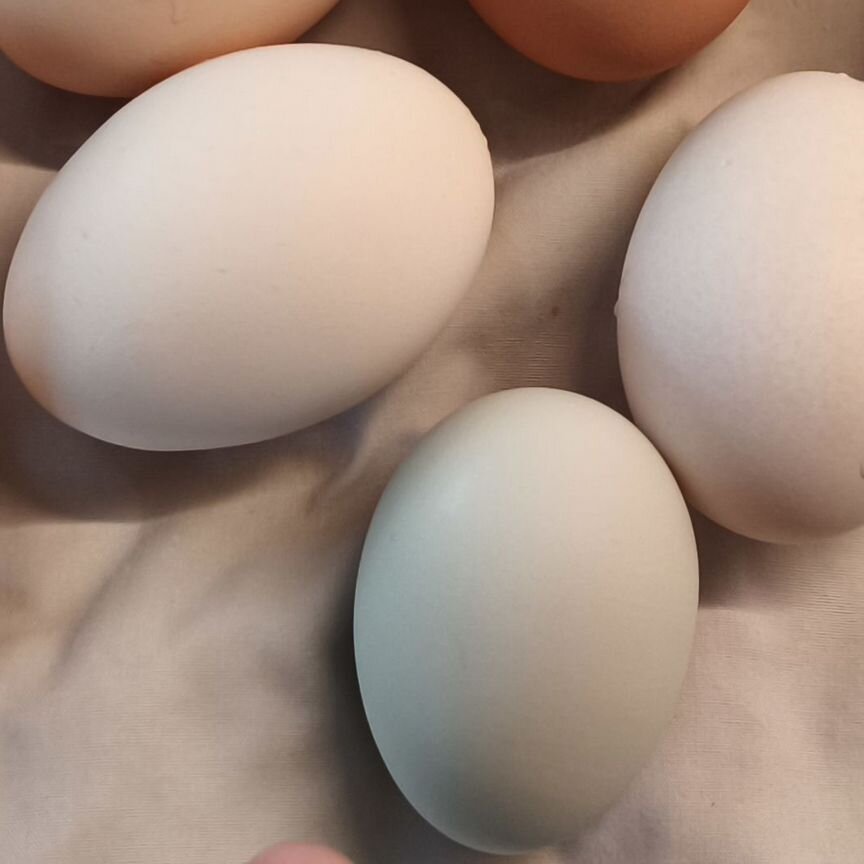 Молодые петухи