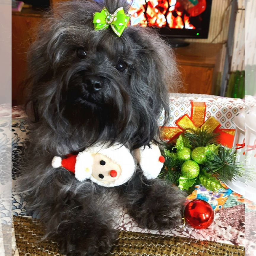 Русская цветная болонка, щенок