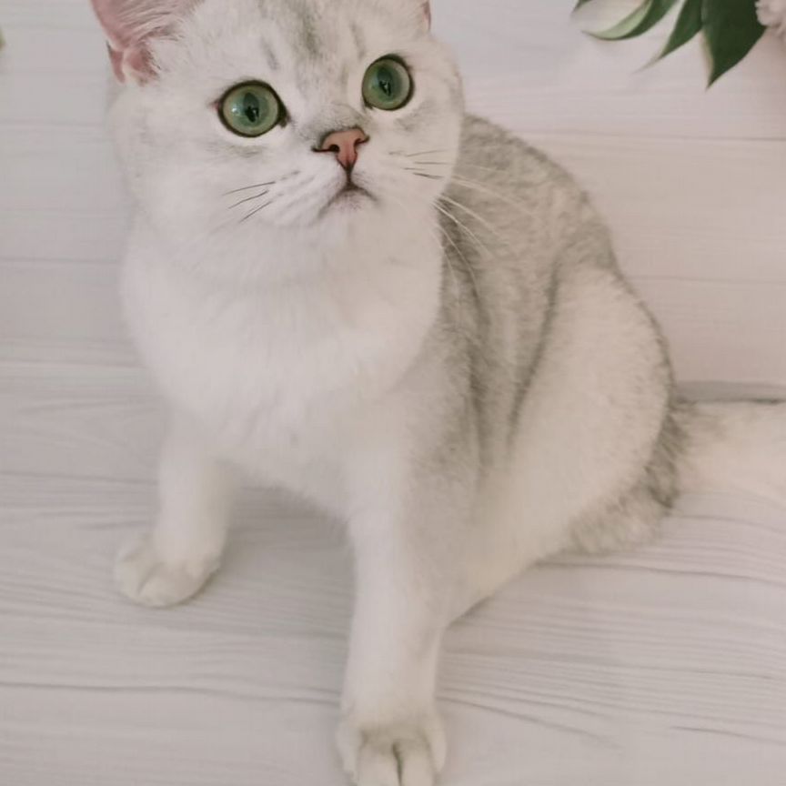 Британский кот
