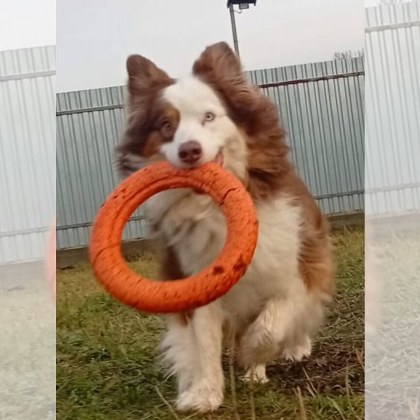 Австралийская овчарка, взрослый пёс