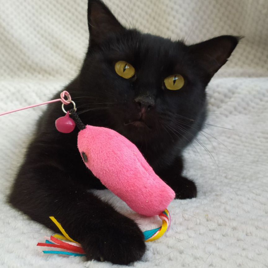 Красавица Ночка в добрые руки