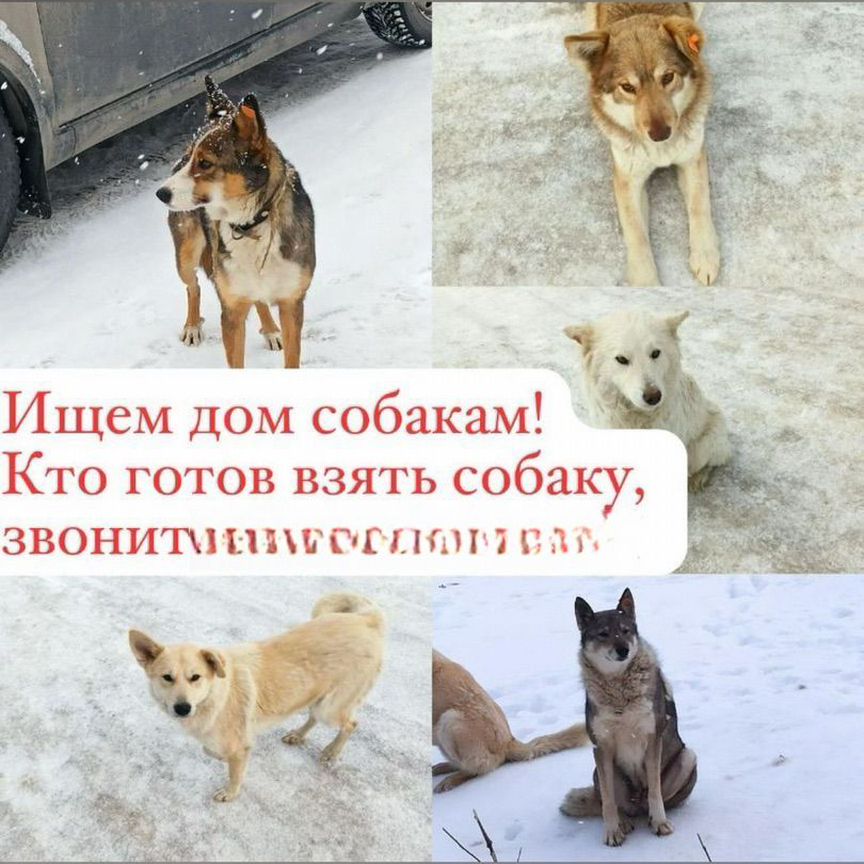 Собачки в добрые руки