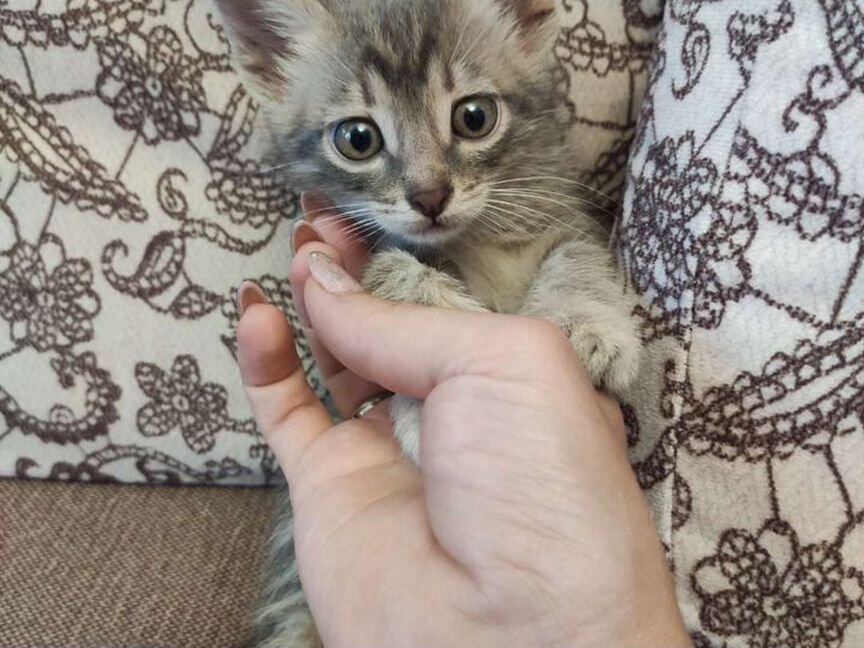 Котята шотландская вислоухая