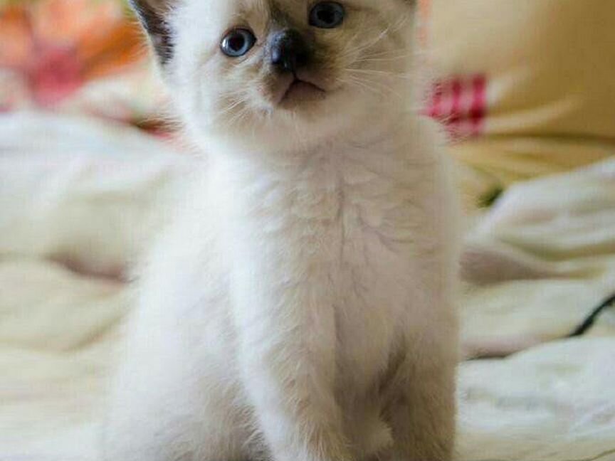 Тайские котята (чистокровки)