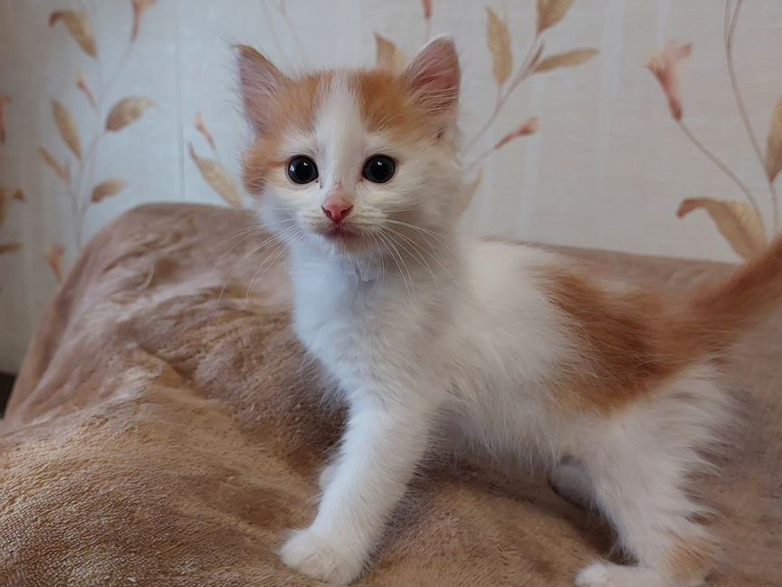 Кошки