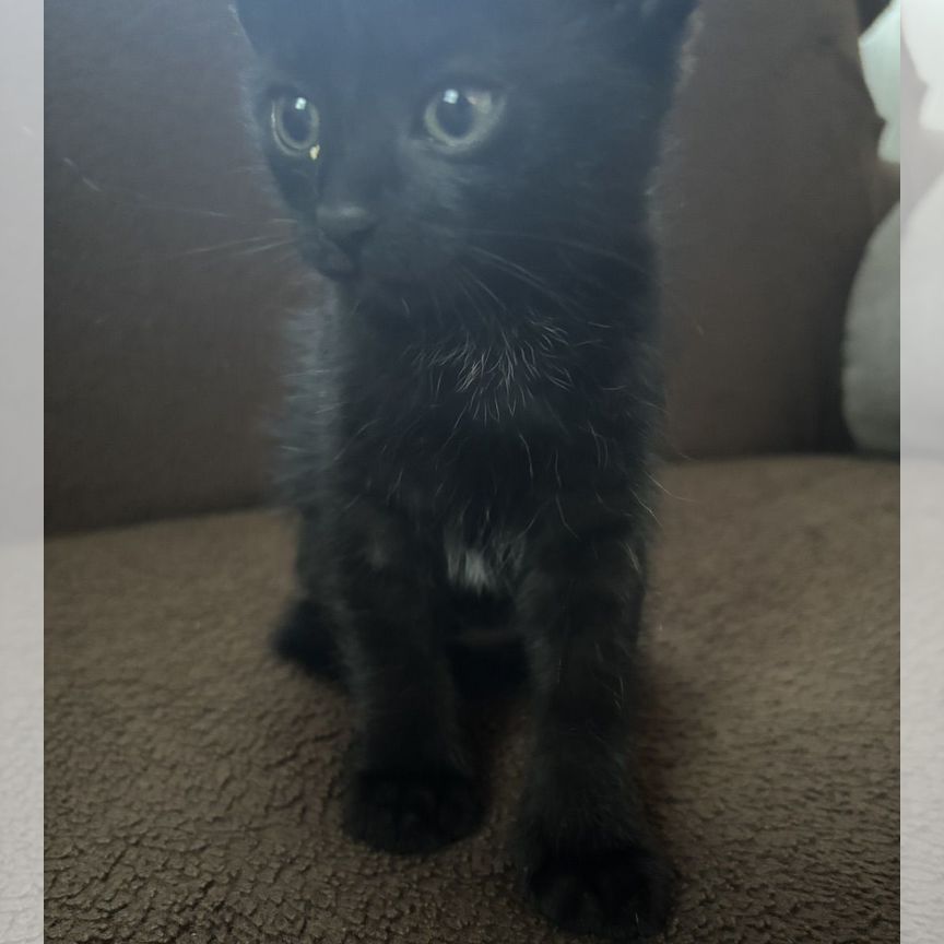 Сибирский котёнок