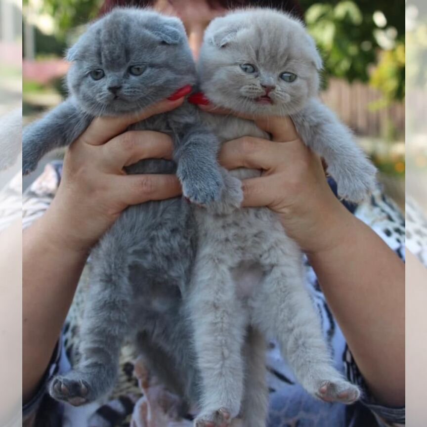 Шотландские вислоухие лиловые и голубые котята