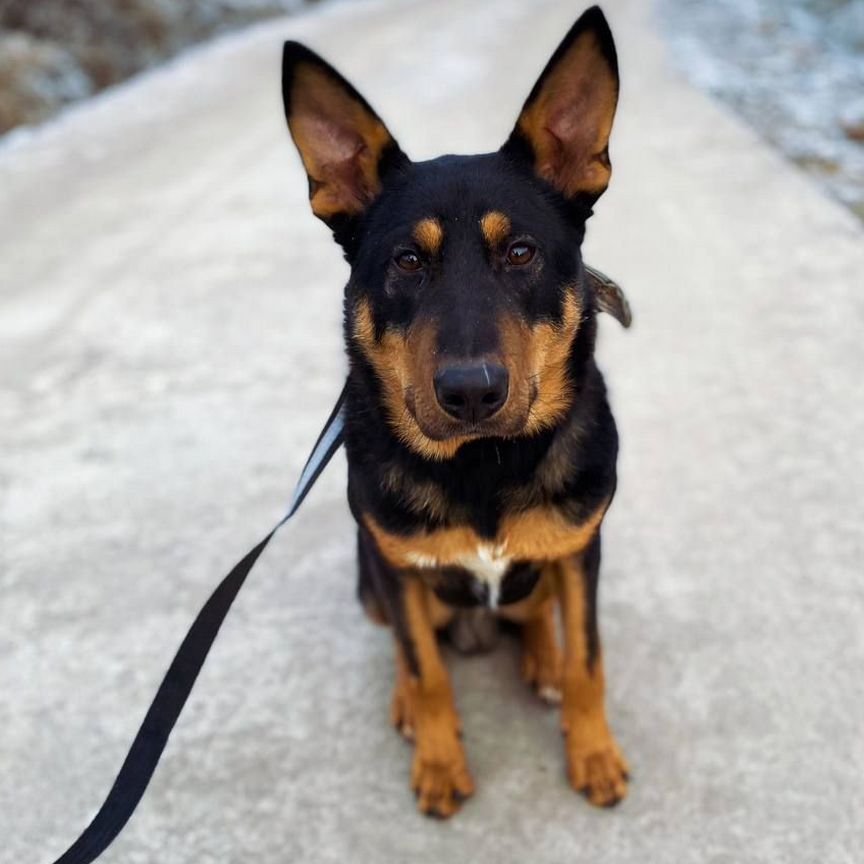 Взрослый пёс в добрые руки