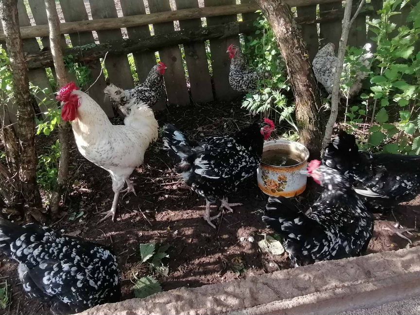 Пушкинские куры и австролопы