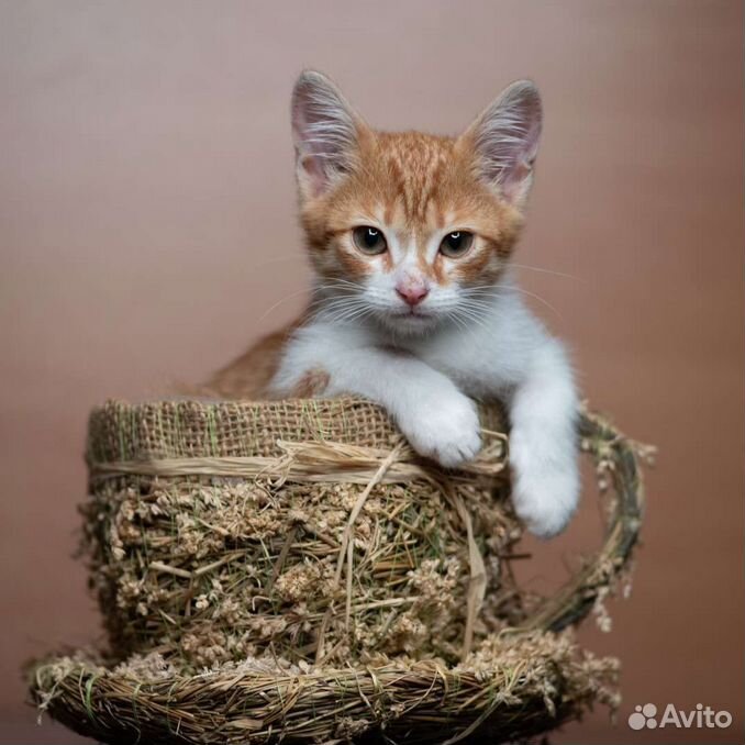 Кошка Рыжулька 1,5 месяца в добрые руки