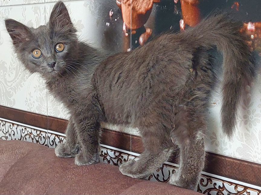 Длинношерстный котёнок в добрые руки