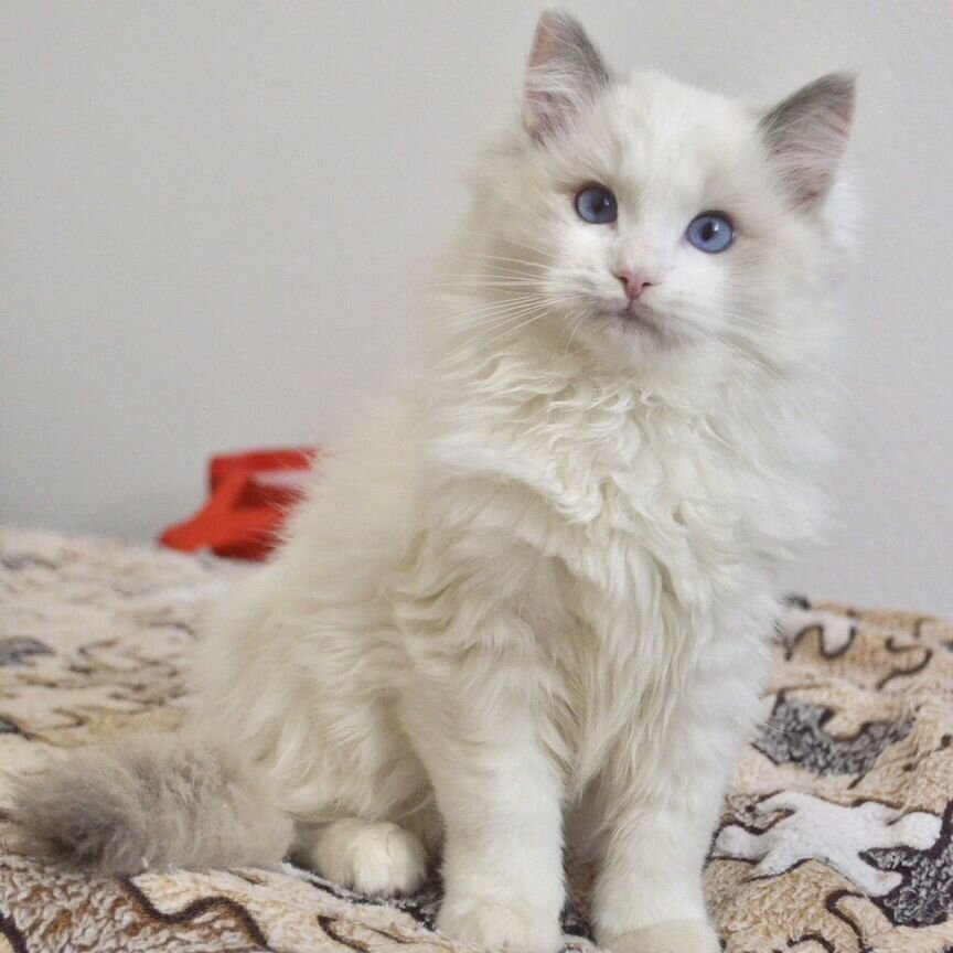 Щекастый регдол мальчик блю биколор