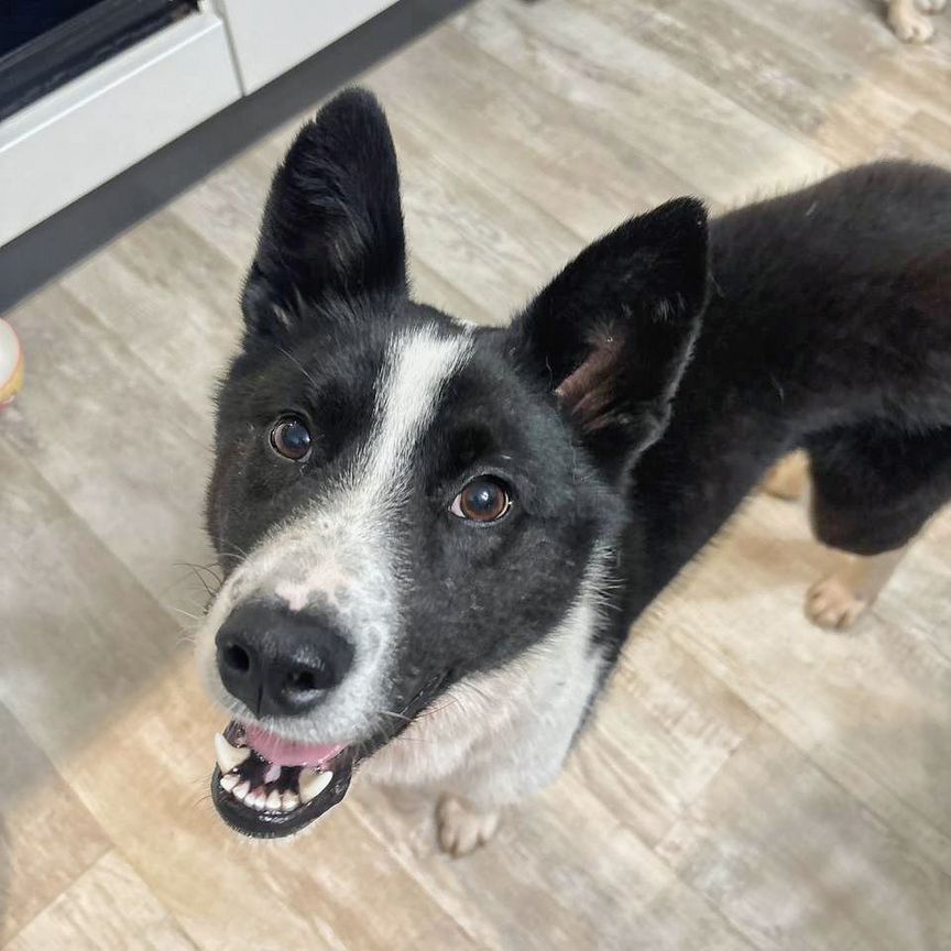 Взрослый пёс в добрые руки