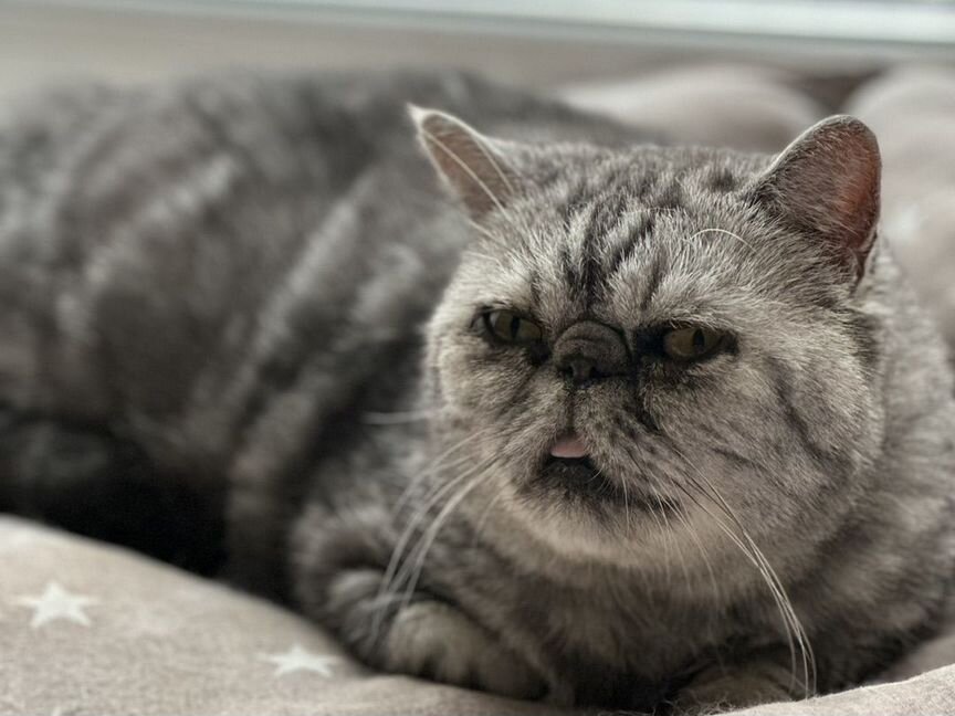 Истинная мадам Алюша ищет дом