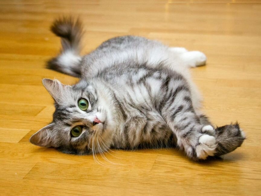 Кошка невская маскарадная