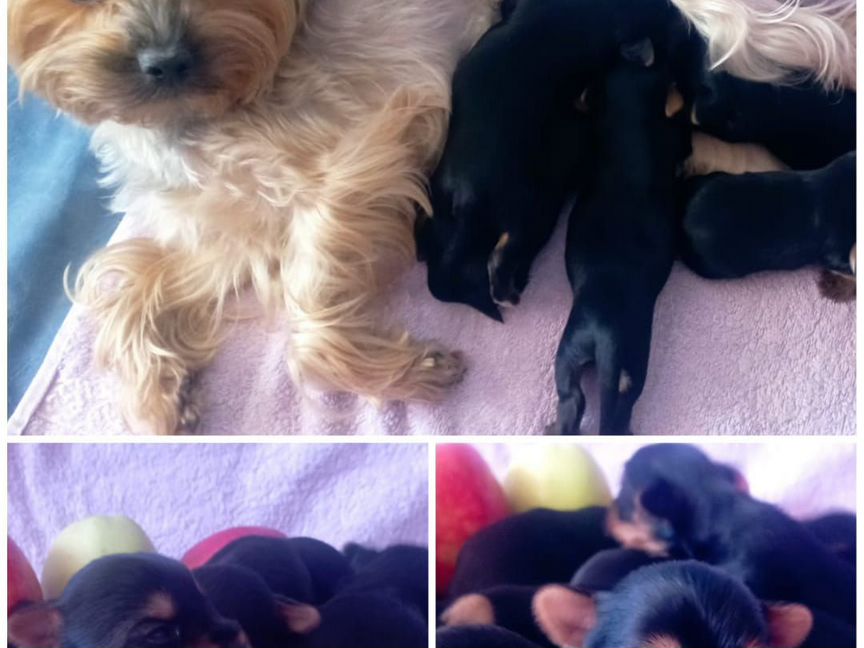 Домашние животные собаки щенки