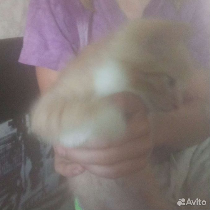 Котëнок рыжий