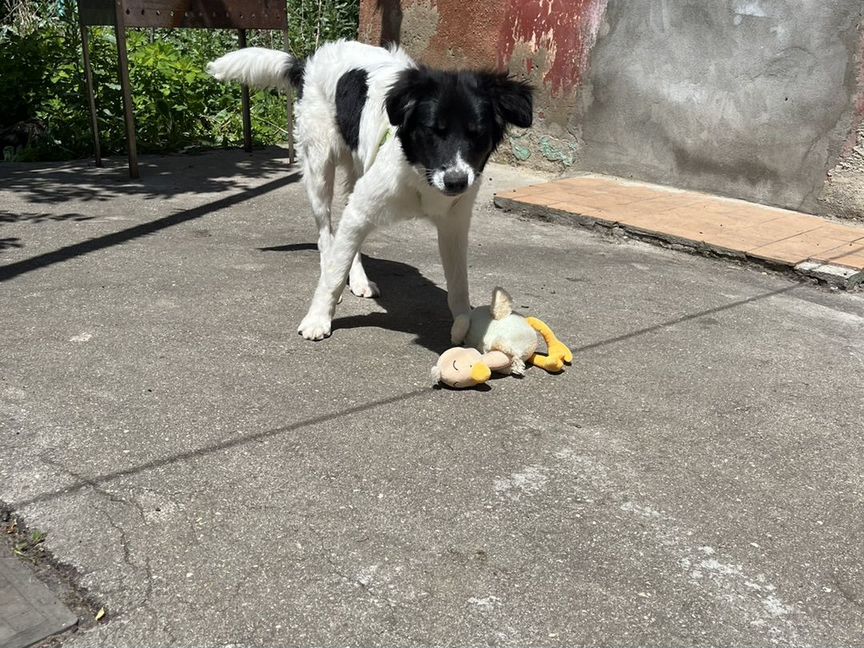 Королевич Елисей