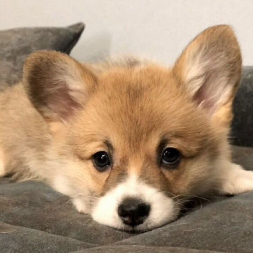 Вельш Корги Пемброк, щенок