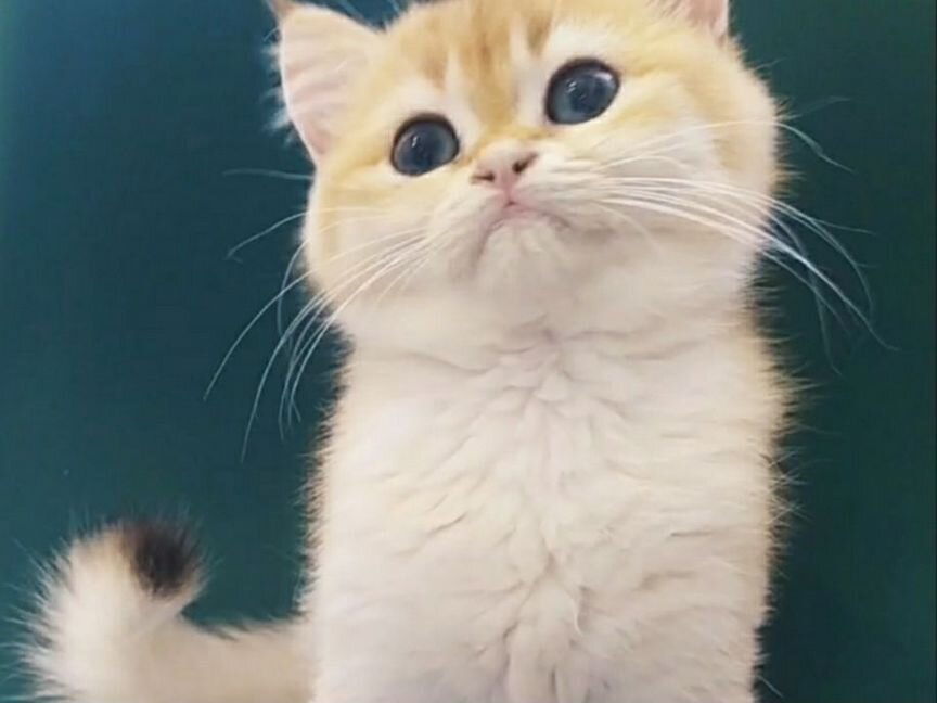 Золотая завуалированная шиншилла с родословной