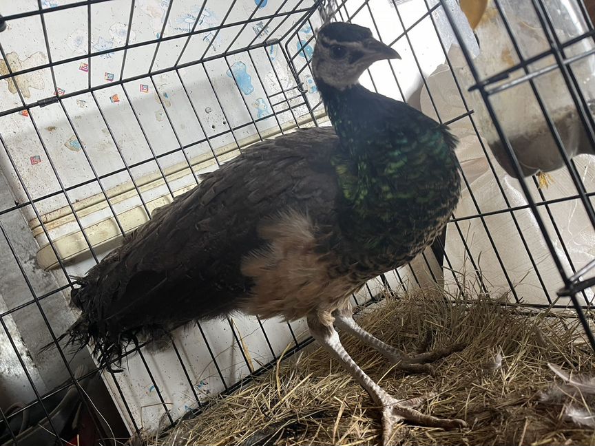 Павлин птица