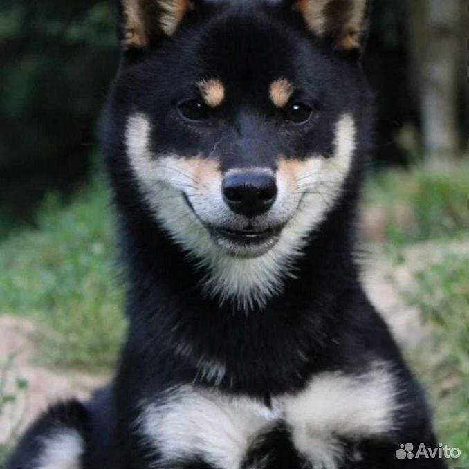 Миниатюрная сиба