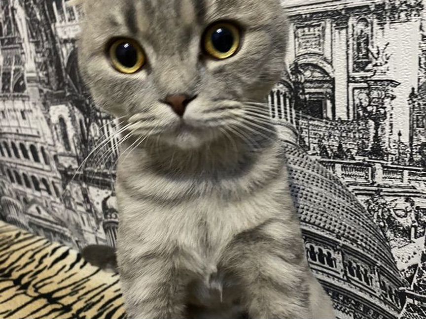 Отдадим кота в добрые руки