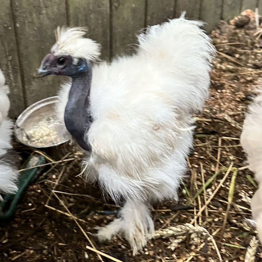 Молодые петухи китайских шелковых