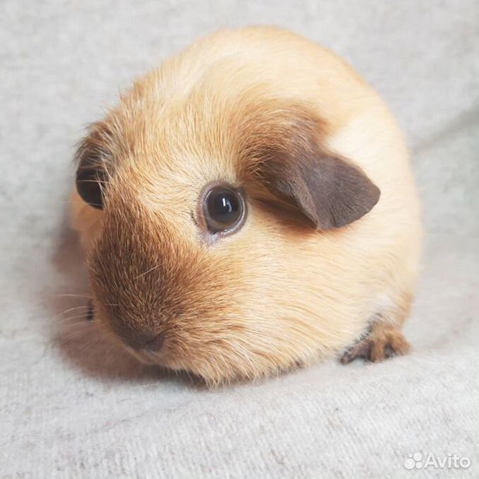 Калифорния