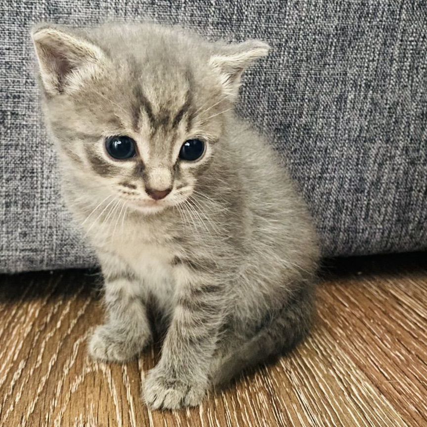 Отдам котят