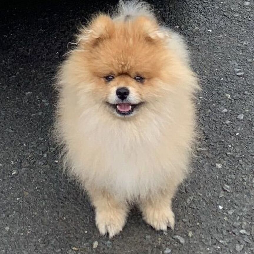 Померанский шпиц вязка кобель