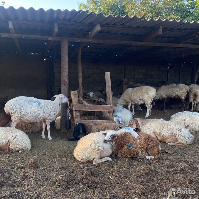 Курдючные бараны овцый