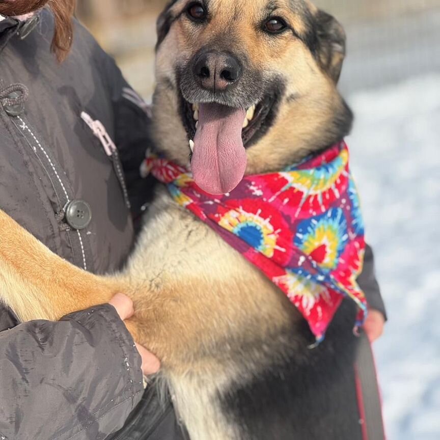 Милая Джейна