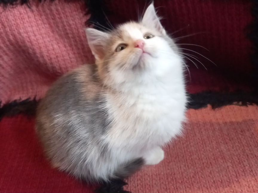 Кошка
