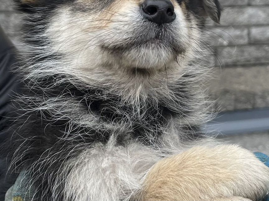 Кутенок мальчик