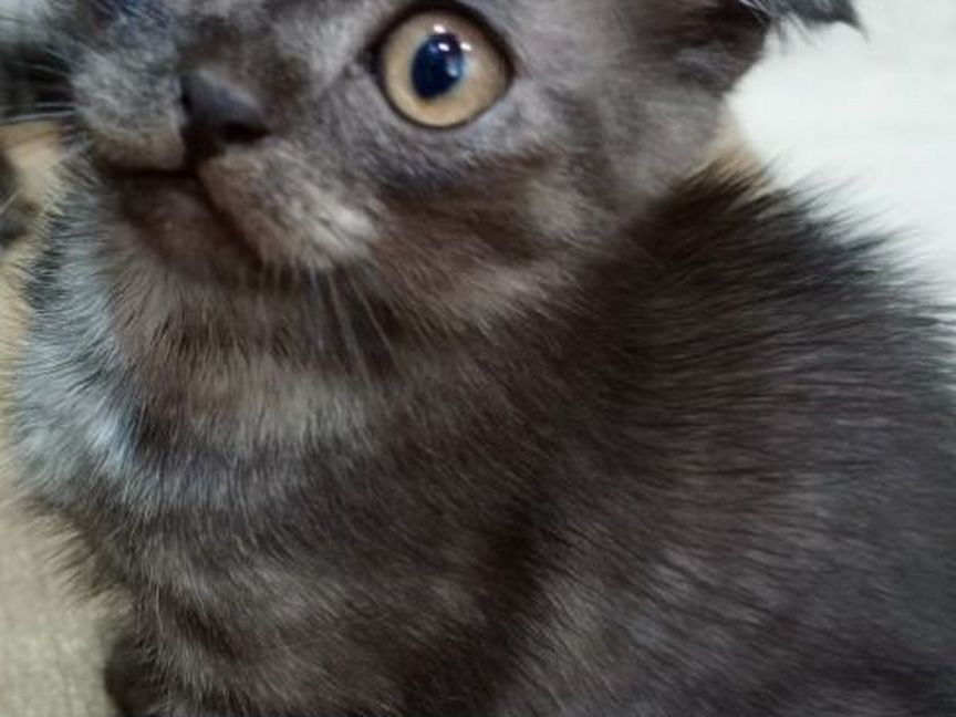 Шотландский вислоухий кот