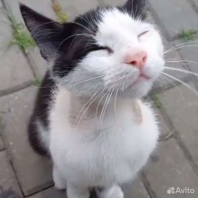 Замечательный котей ищет искренних друзей