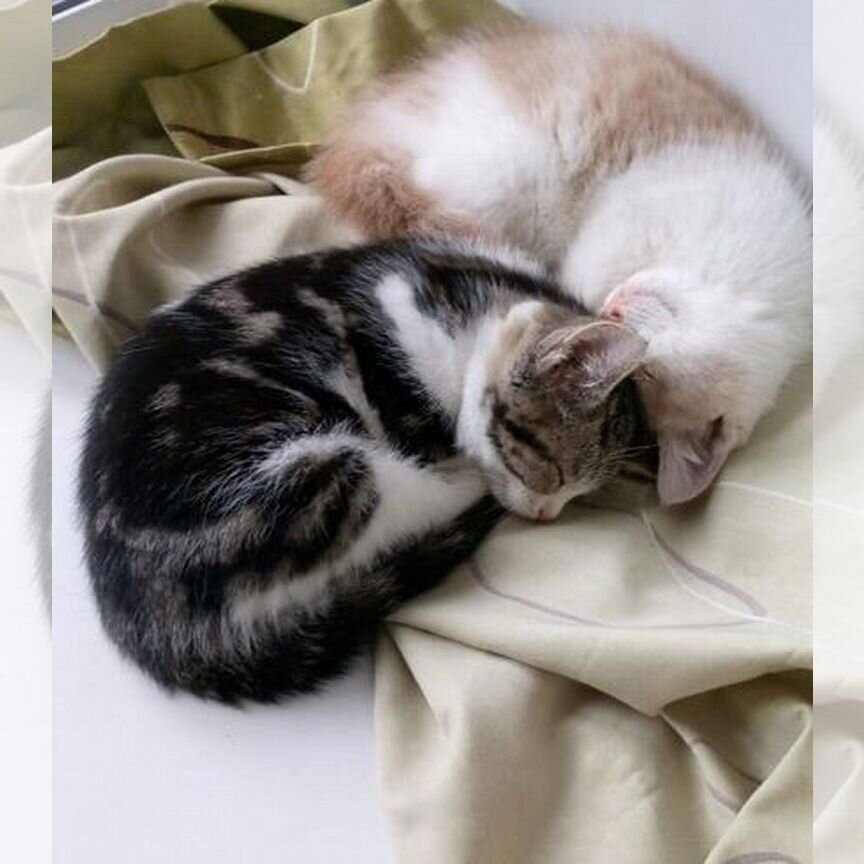 Котята