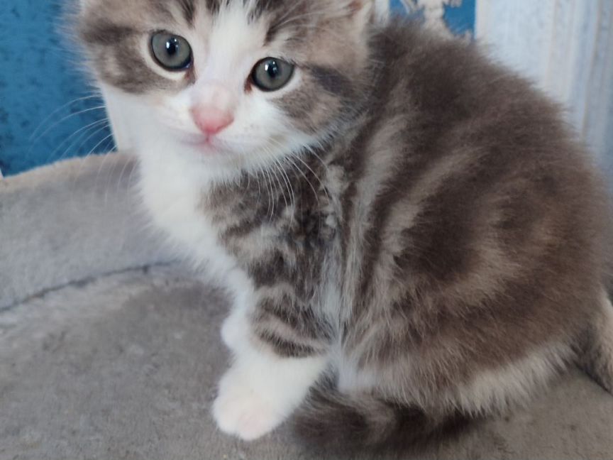 Кошки в добрые руки бесплатно